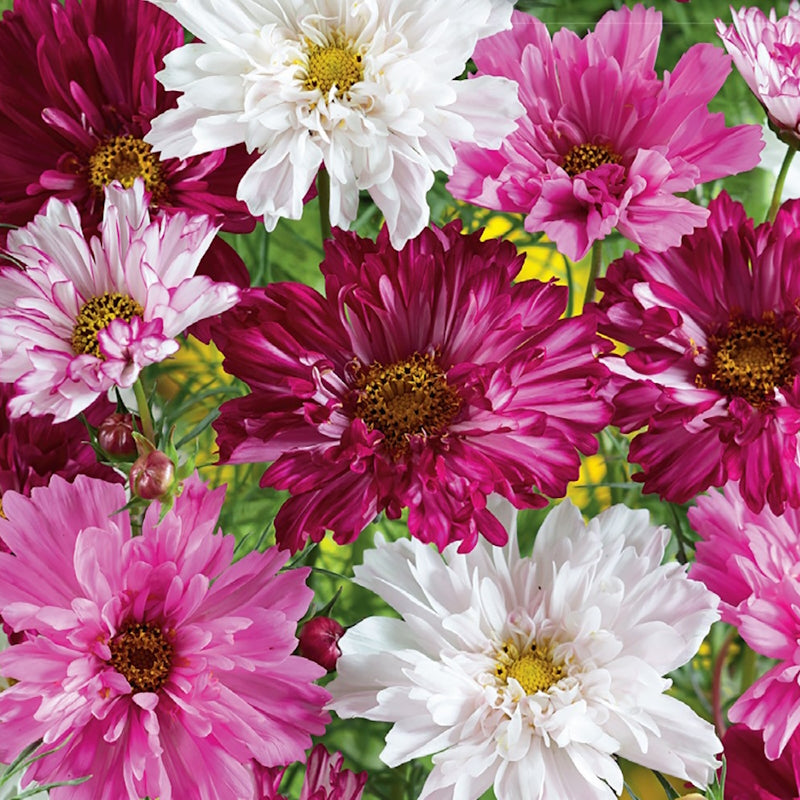 Buy Cosmos Seeds, Double Click Online – McKenzie Seeds