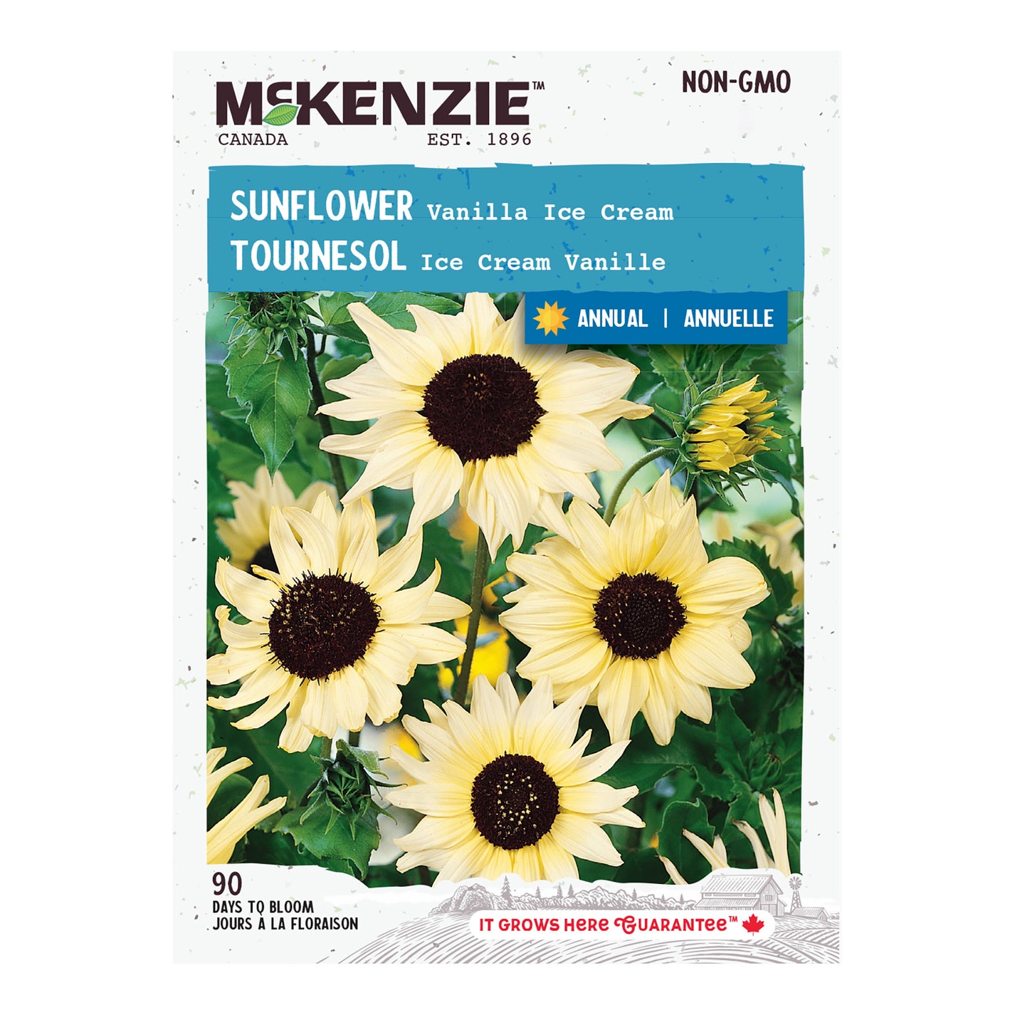 Buy Sunflower Vanilla Ice Flower Seed | McKenzie Seeds