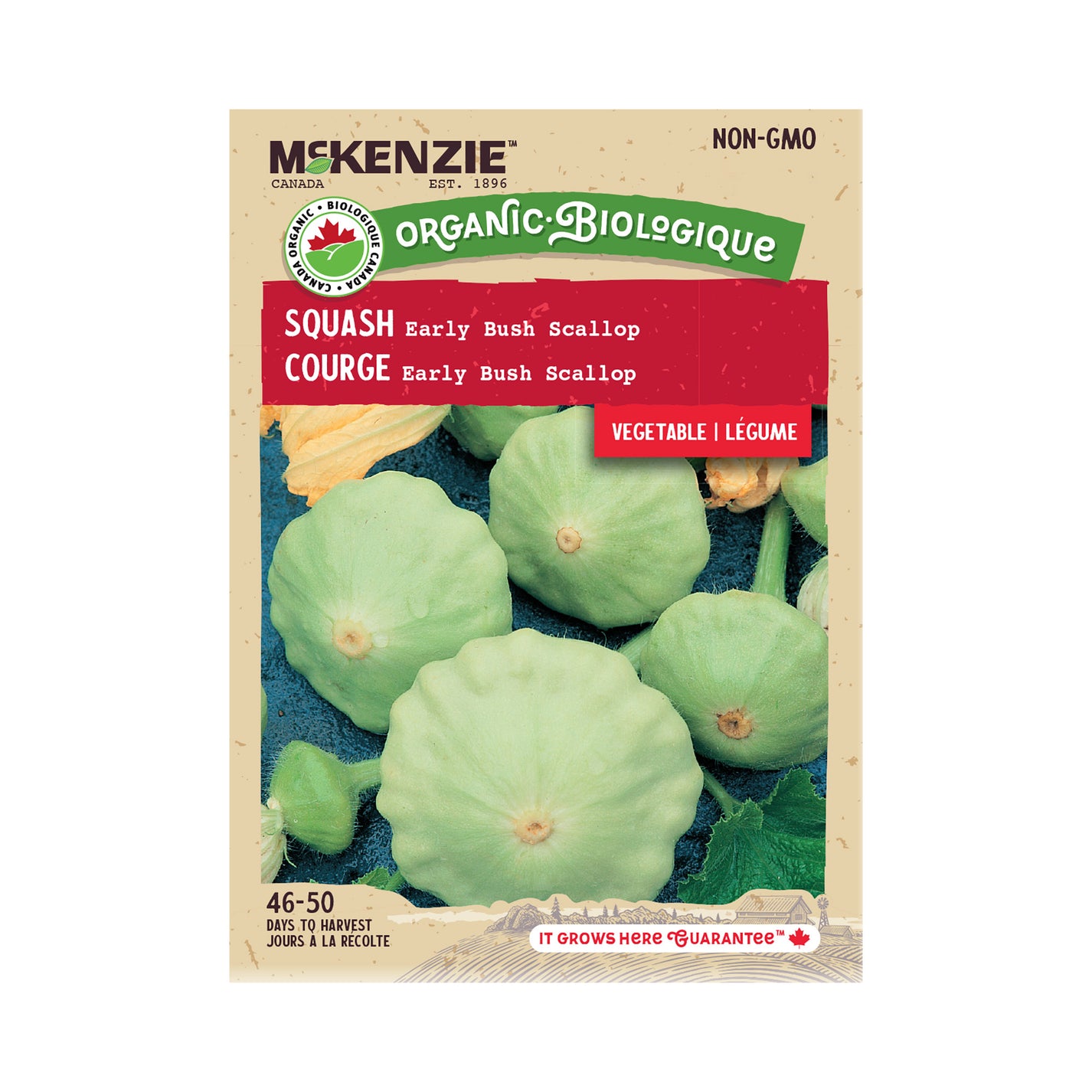 Buy Organic Squash Early Bush Scallop Seed Online | McKenzie Seeds
