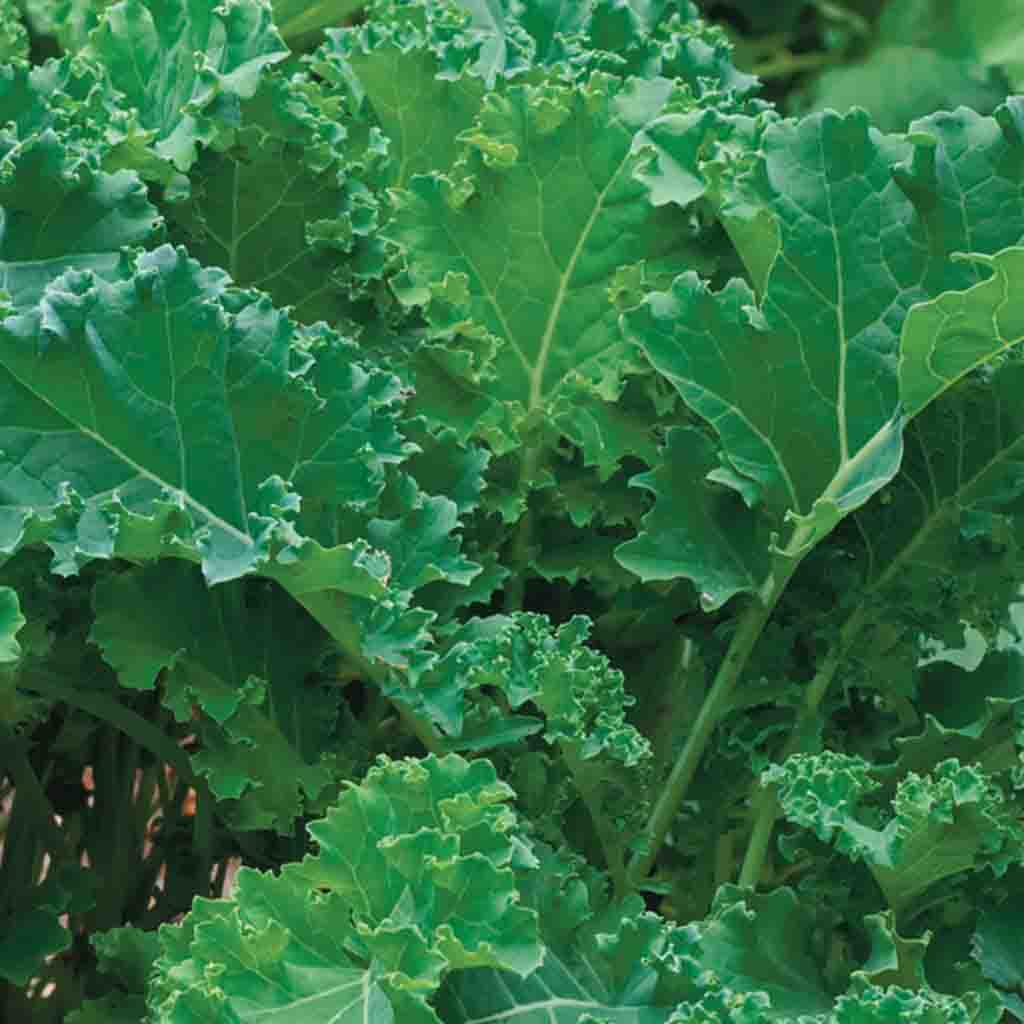 Buy Organic Siberian Kale Vegetable Seed Online | McKenzie Seeds