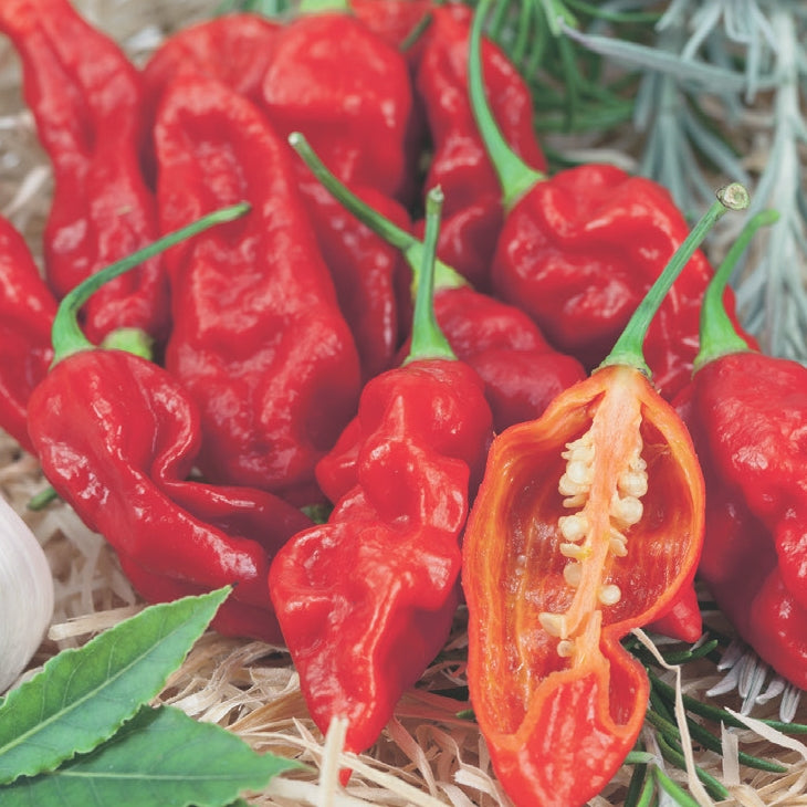 Buy Wicked Ghost Pepper Seed Online | McKenzie Seeds