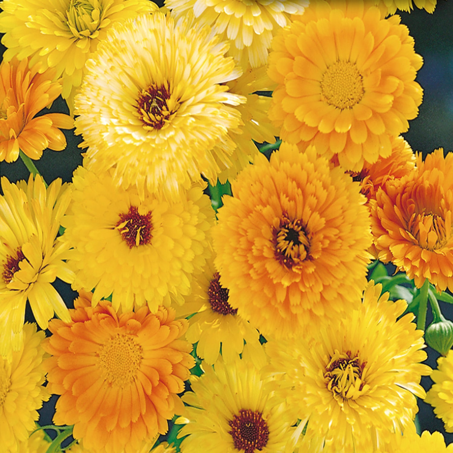 Buy Pacific Beauty Calendula Flower Seed Online | McKenzie Seeds