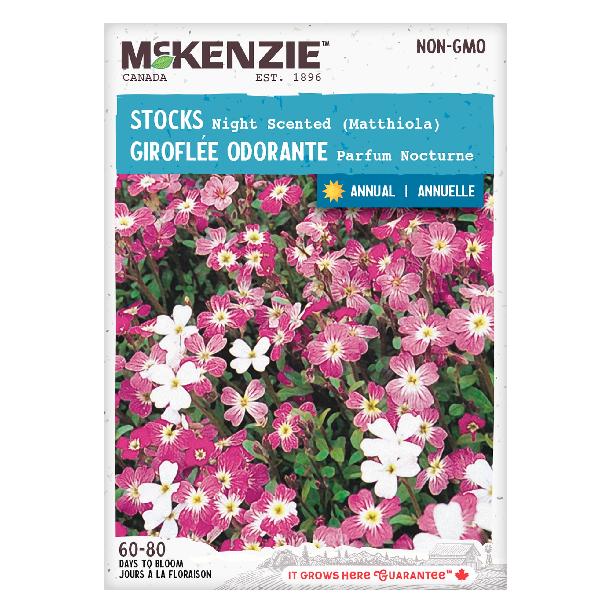 Buy Night Scented Matthiola Seeds | Sweetly Fragrant Garden Blooms ...