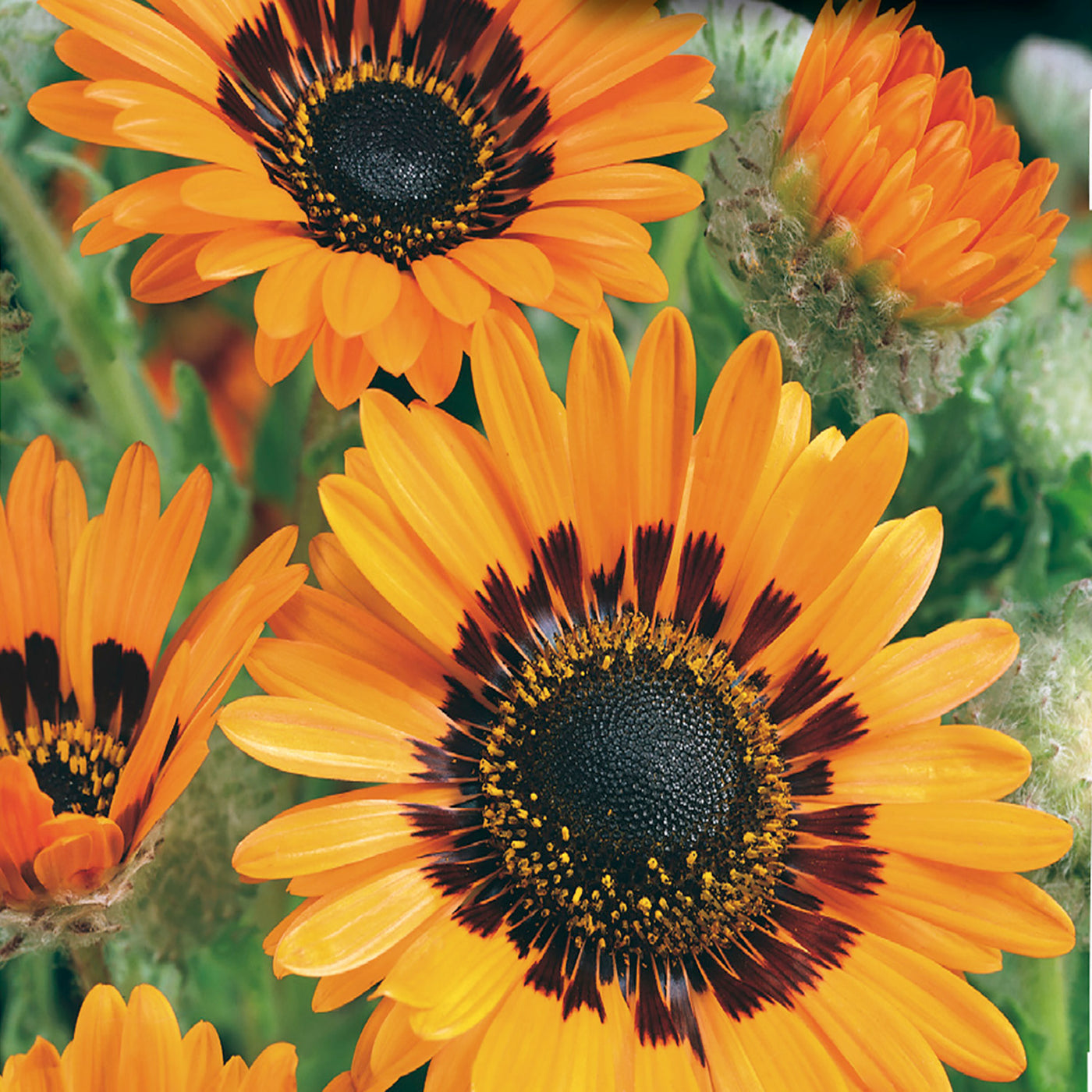 Venidium Seeds, Orange Prince – McKenzie Seeds