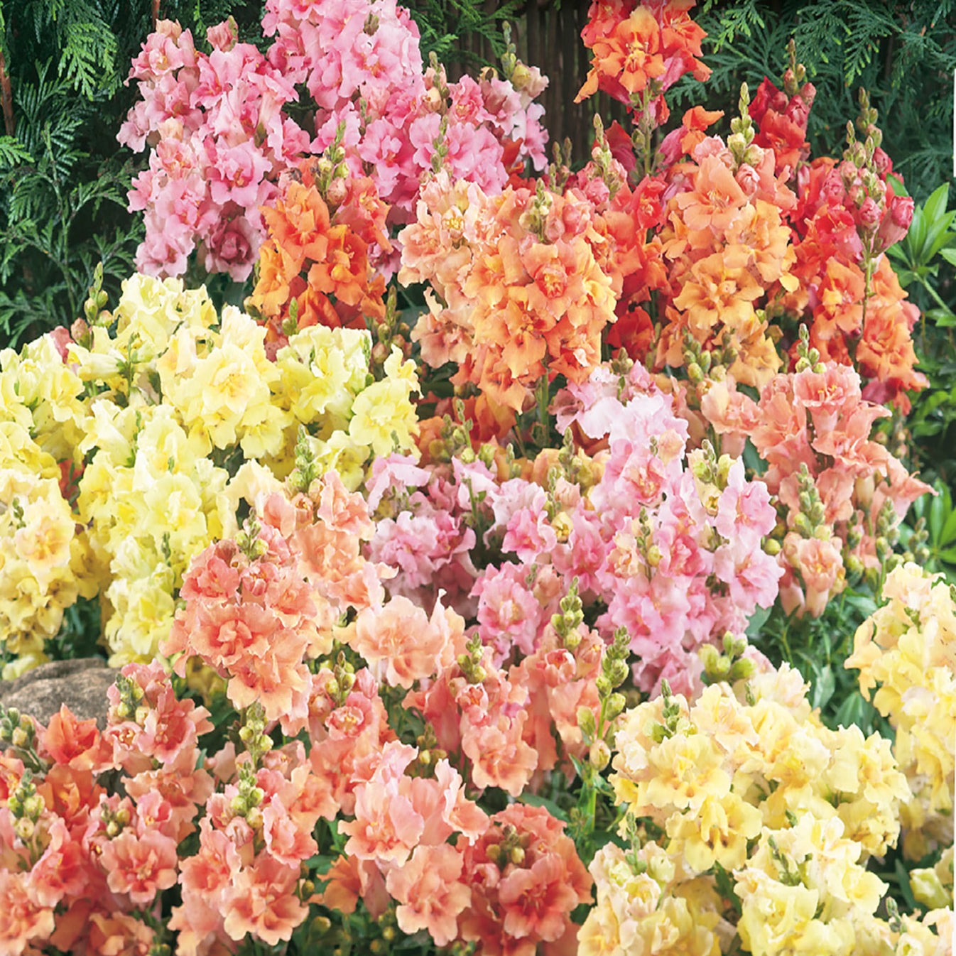Buy Snapdragon Mini Snap Mix Flower Seed Online | McKenzie Seeds