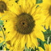 Sunflower Seeds, Munchkin | McKenzie Seeds