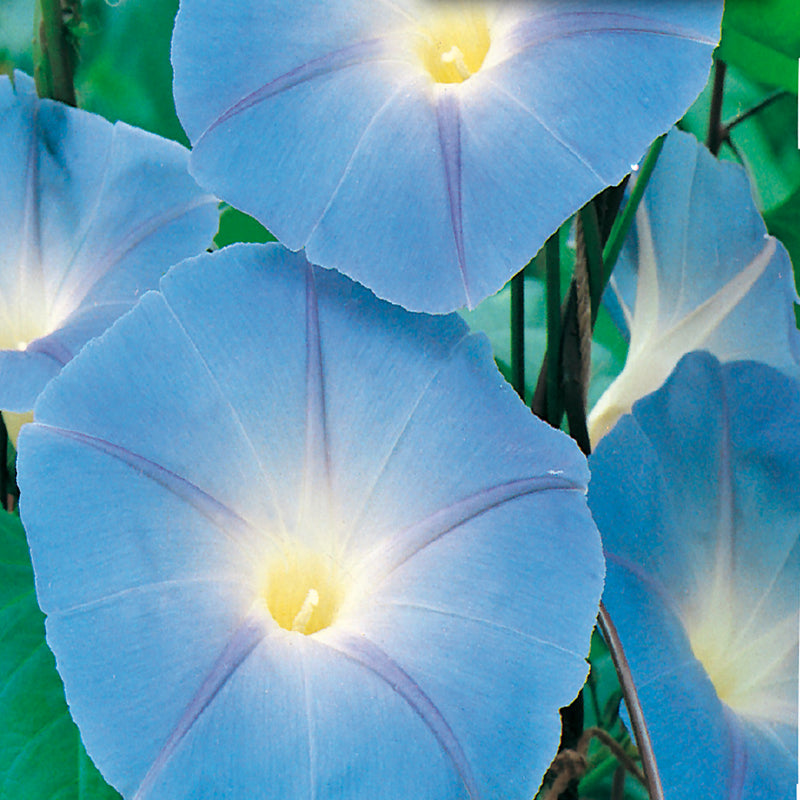 Morning Glory Seeds, Heavenly Blue – McKenzie Seeds