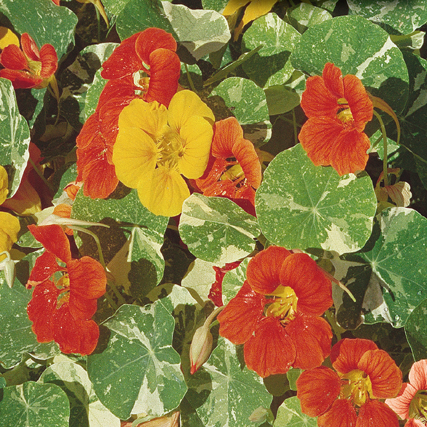 Stunning Nasturtium Alaska Mix Pictures