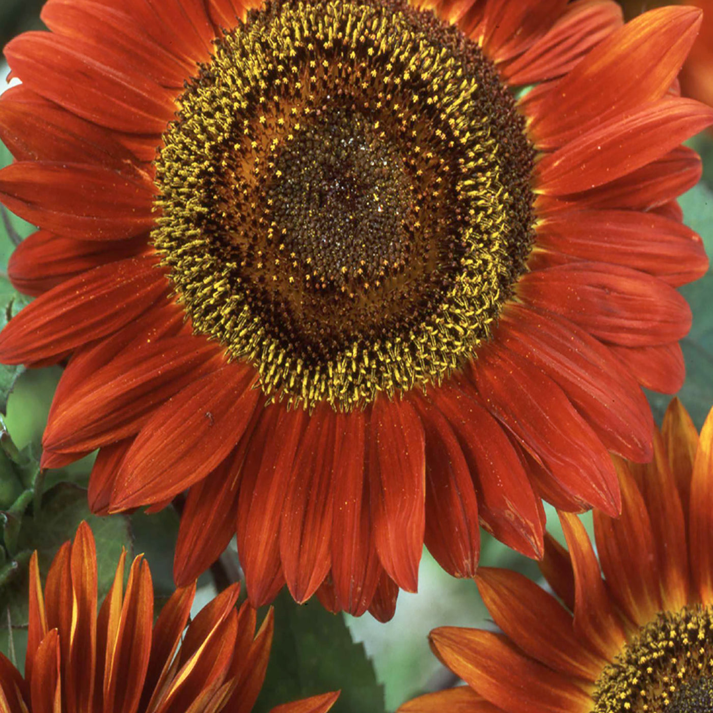 Sunflower Seeds, Red Sun – McKenzie Seeds