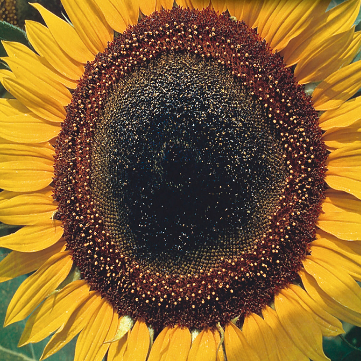 Buy Sunflower Taiyo Flower Seed | McKenzie Seeds