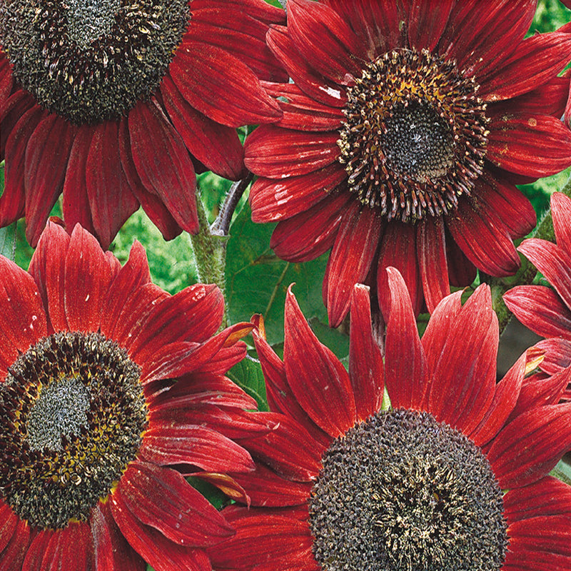 Sunflower Seeds, Velvet Queen – McKenzie Seeds