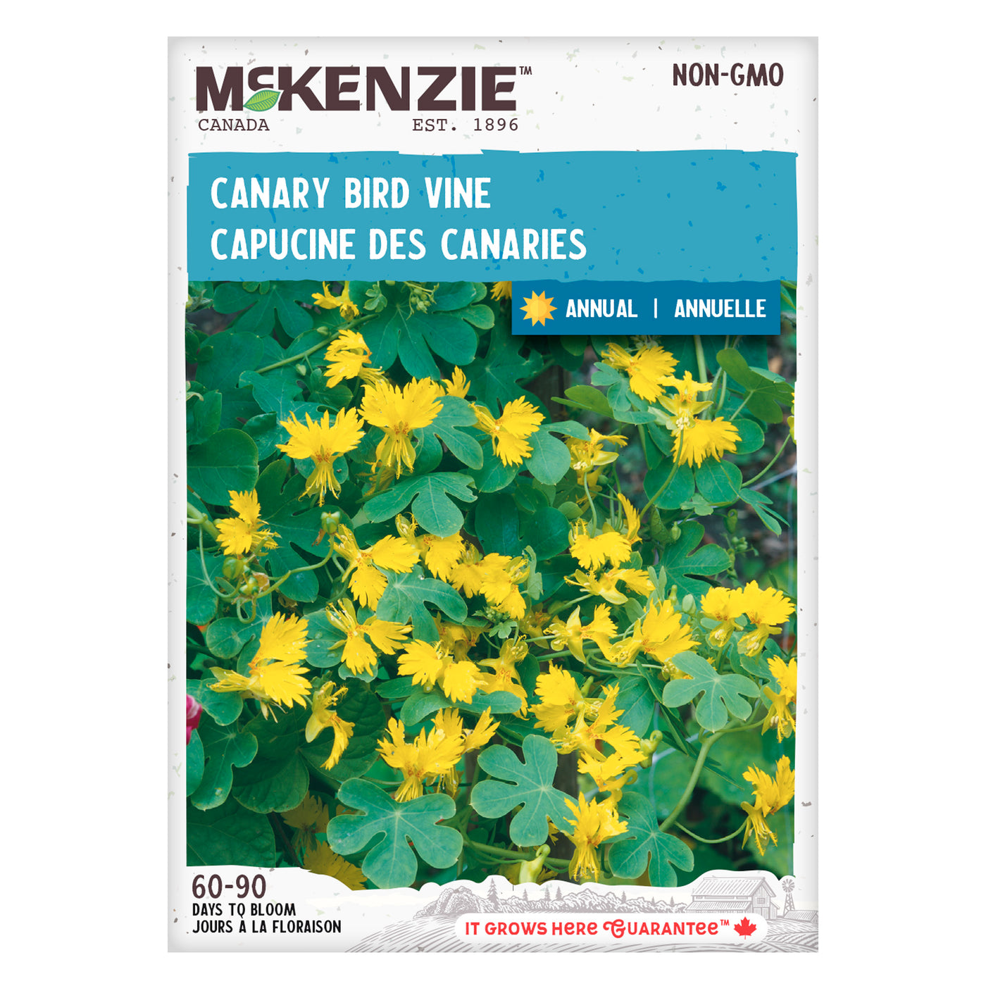 Canary Bird Vine Seeds – McKenzie Seeds