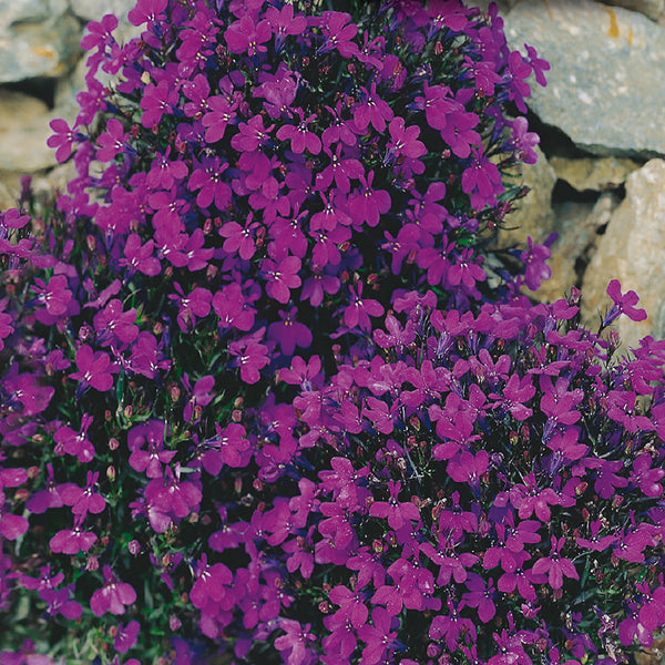 Buy Crystal Palace Lobelia Flower Seed Online McKenzie Seeds