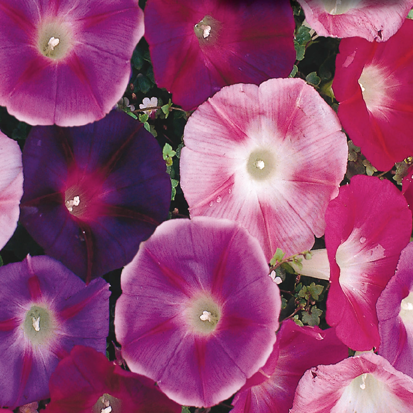 Buy Morning Glory Mix Flower Seed Online | McKenzie Seeds