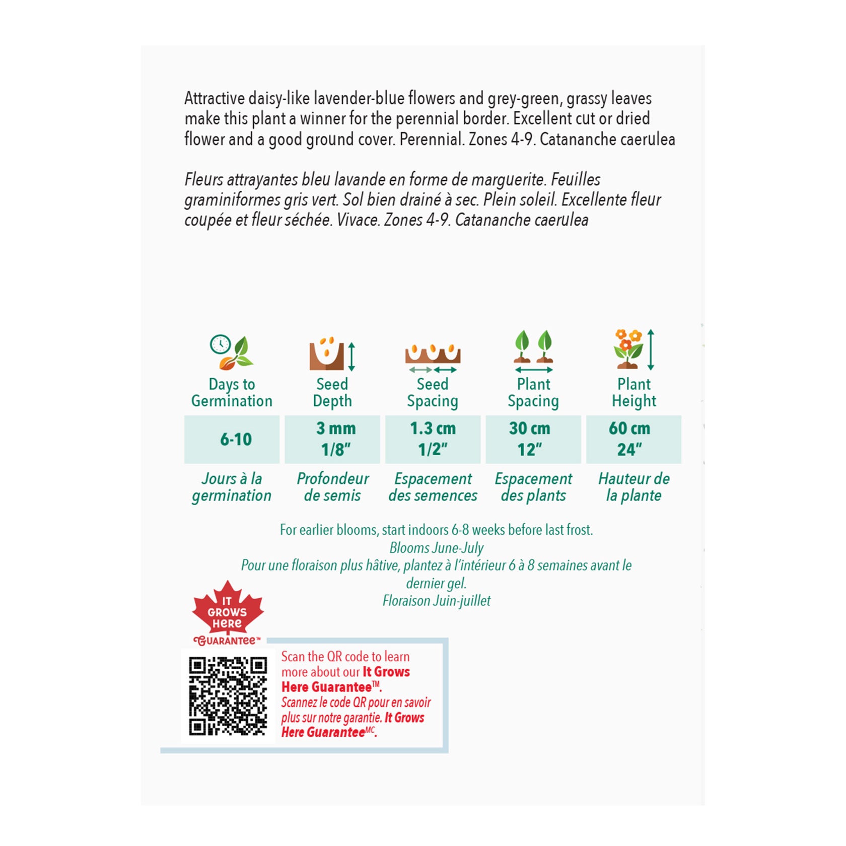 Buy Cupid's Dart Perennial Flower Seed Online | McKenzie Seeds