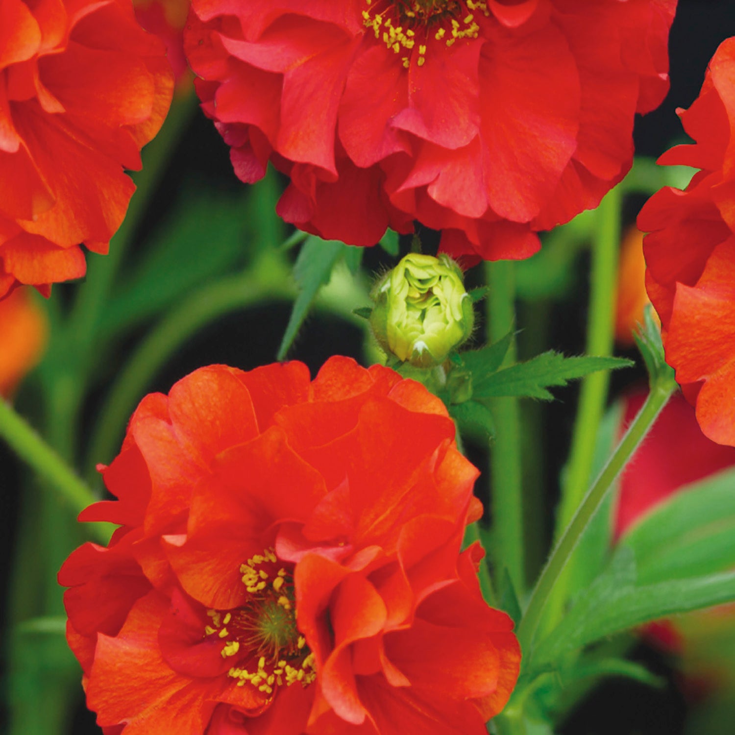 Buy Red Dragon Geum Perennial Flower Seed Online | McKenzie Seeds