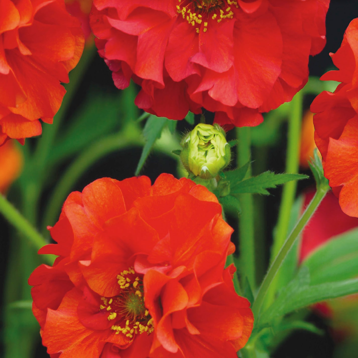 Buy Red Dragon Geum Perennial Flower Seed Online | McKenzie Seeds