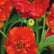 Buy Red Dragon Geum Perennial Flower Seed Online | McKenzie Seeds