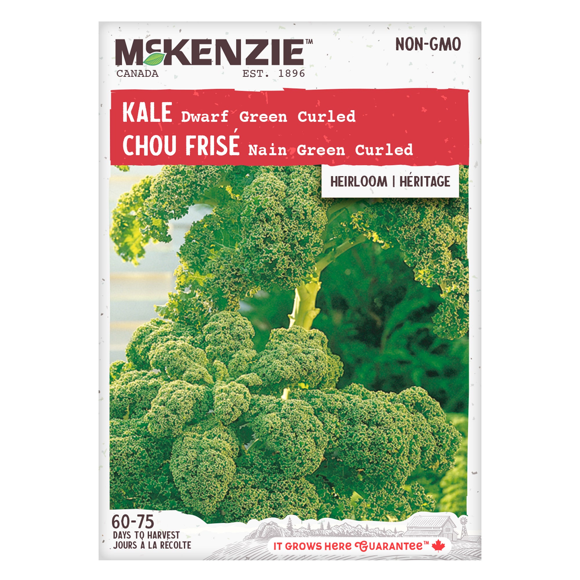Buy Dwarf Green Curled Kale Vegetable Seed Online | McKenzie Seeds