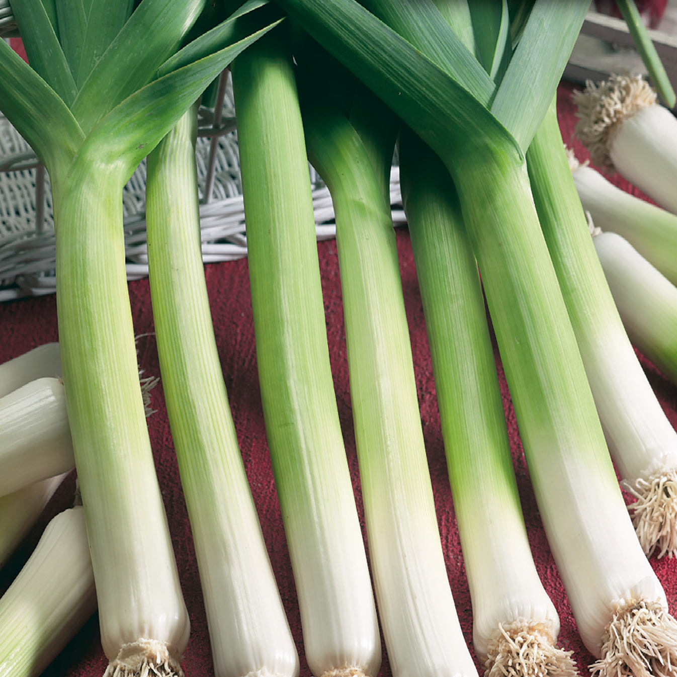 Buy Leek Monstrous Carentan Vegetable Seed Online | McKenzie Seeds