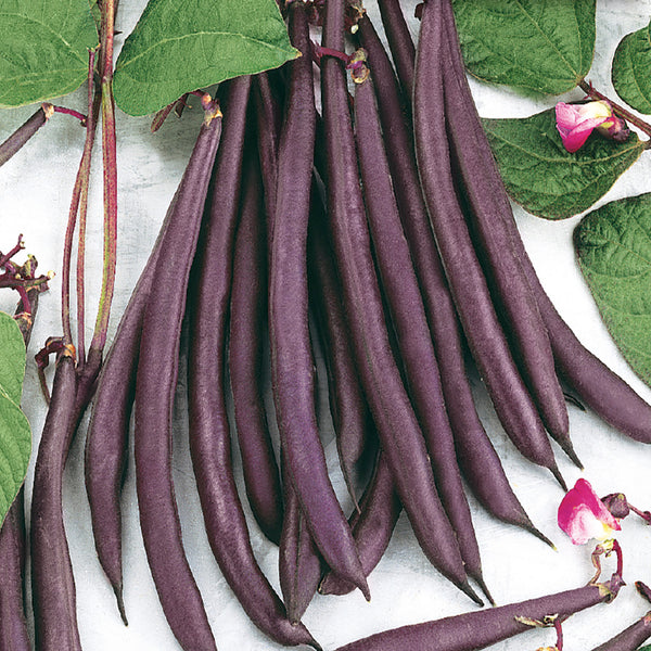 purple snap beans