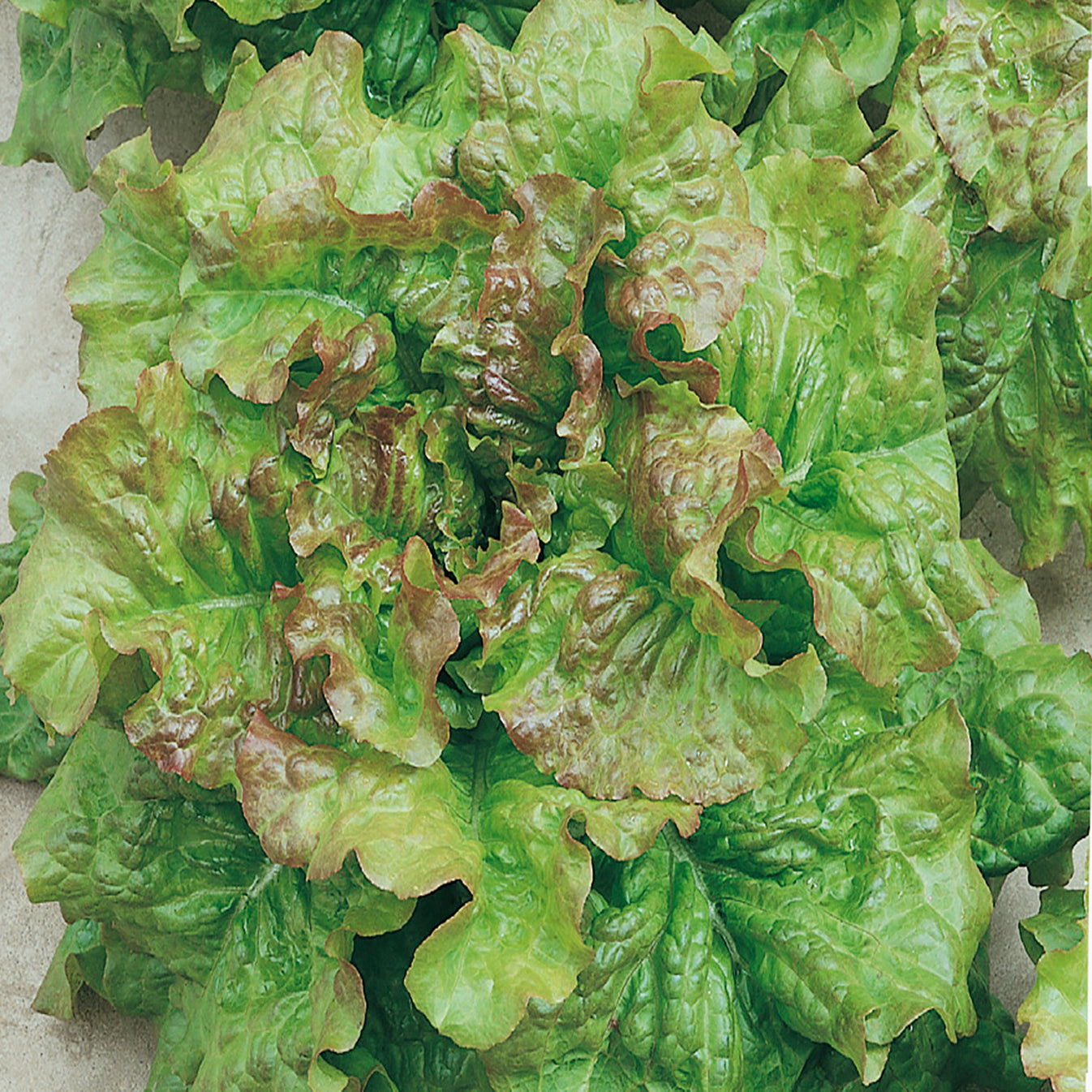 Buy Prizehead Lettuce Vegetable Seed Online | McKenzie Seeds