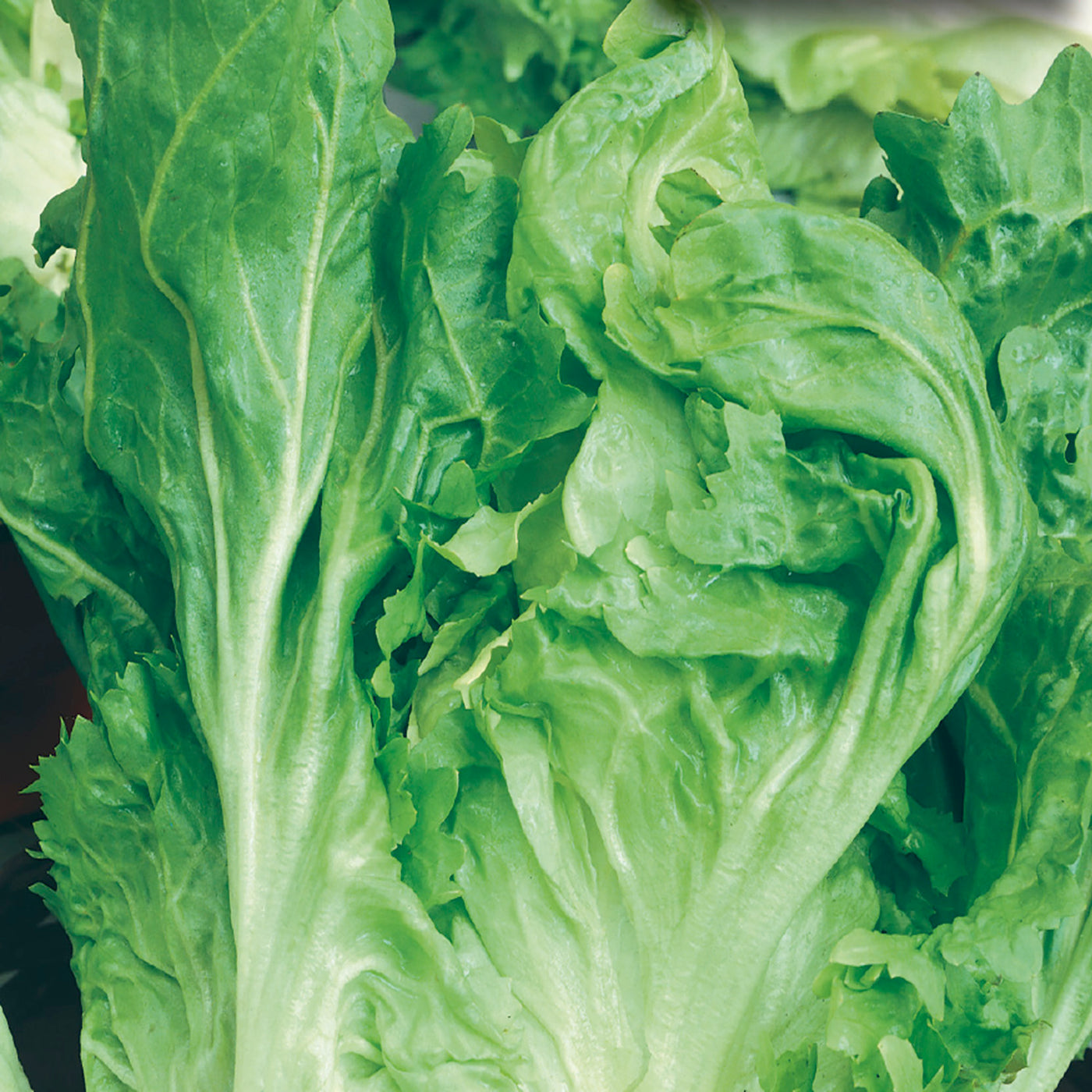 Endive Seeds, Full Heart Batavian – McKenzie Seeds