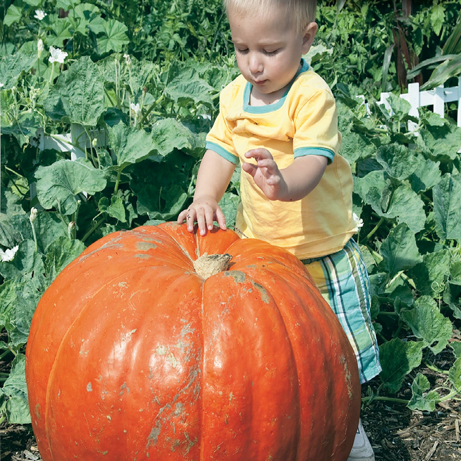 Dill Atlantic Giant Pumpkin Seeds