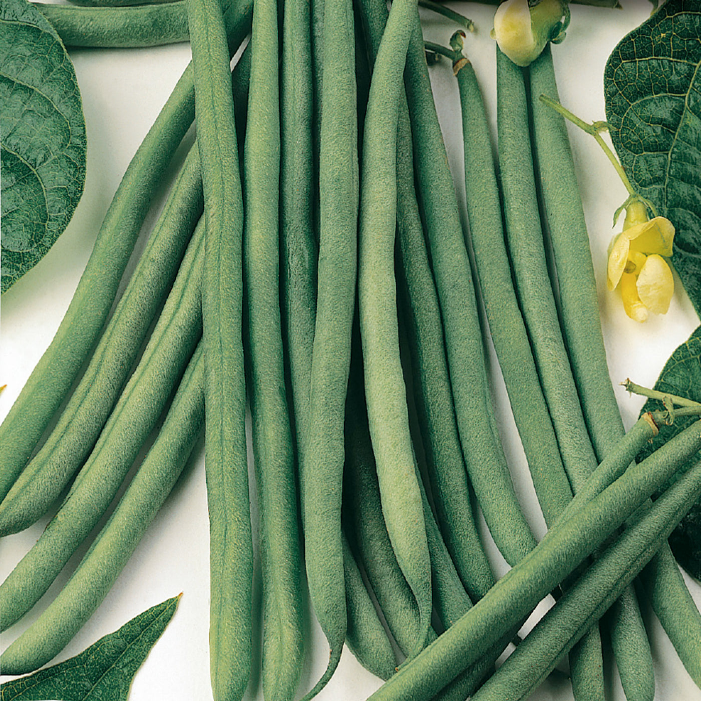 Bean Seeds, Santa Anna Pole – McKenzie Seeds