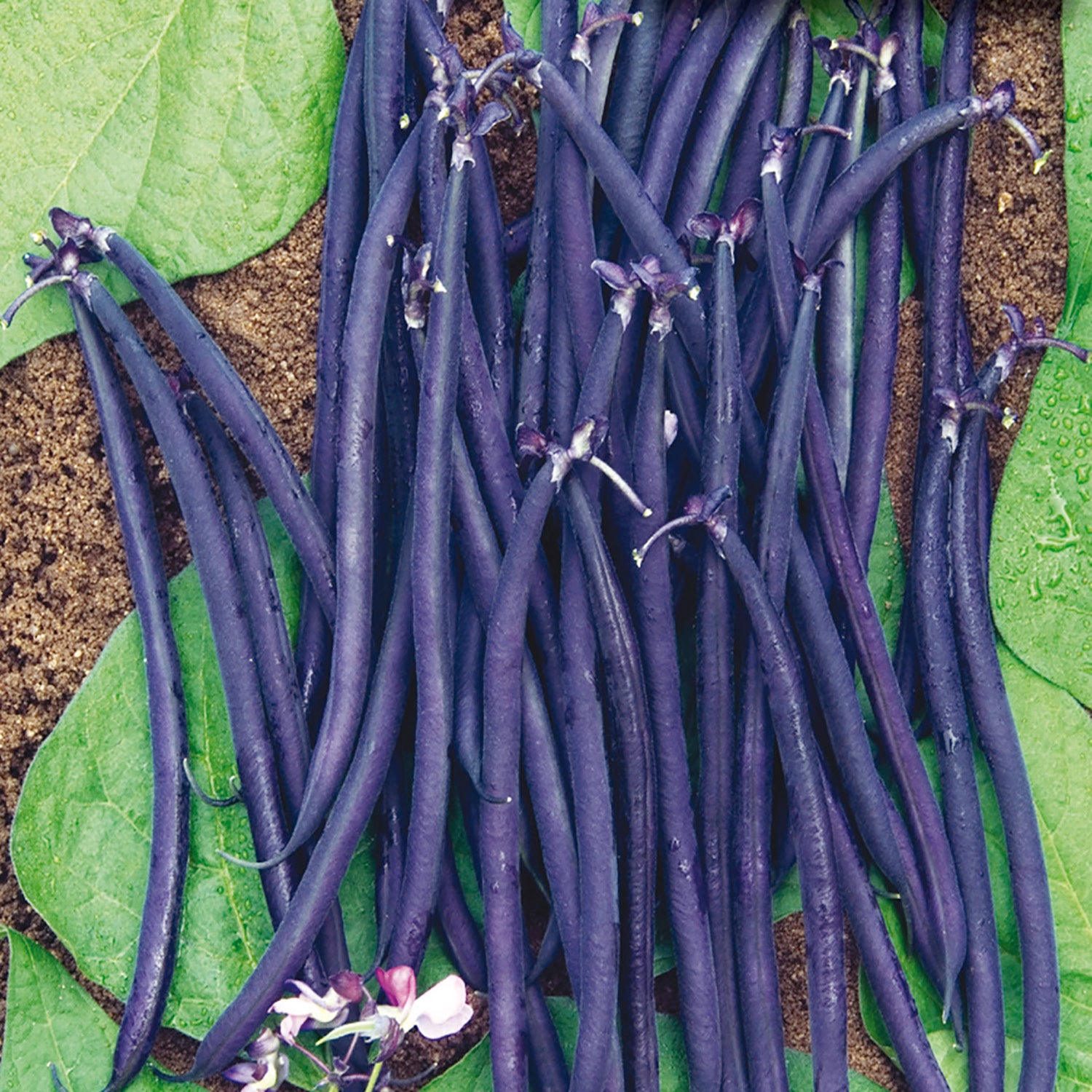 Buy Velour Dwarf French Bush Bean Seed Online | McKenzie Seeds