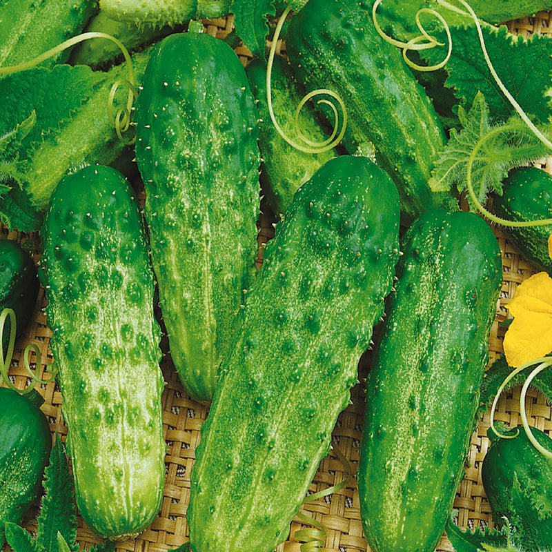 Cucumber Seeds, County Fair Hybrid – McKenzie Seeds