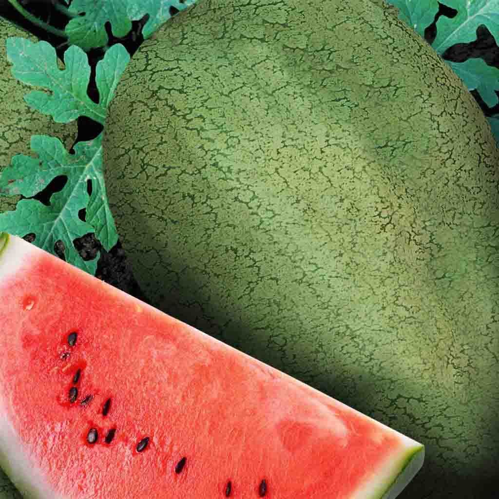 Buy Watermelon Early Canada Improved Seed Online | McKenzie Seeds