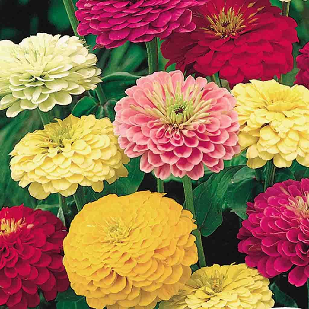 Buy Zinnia State Fair Tetra Flowered Mix Seeds Online | McKenzie Seeds