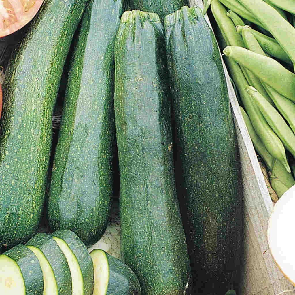 Buy Organic Zucchini Black Beauty Seed Online | McKenzie Seeds