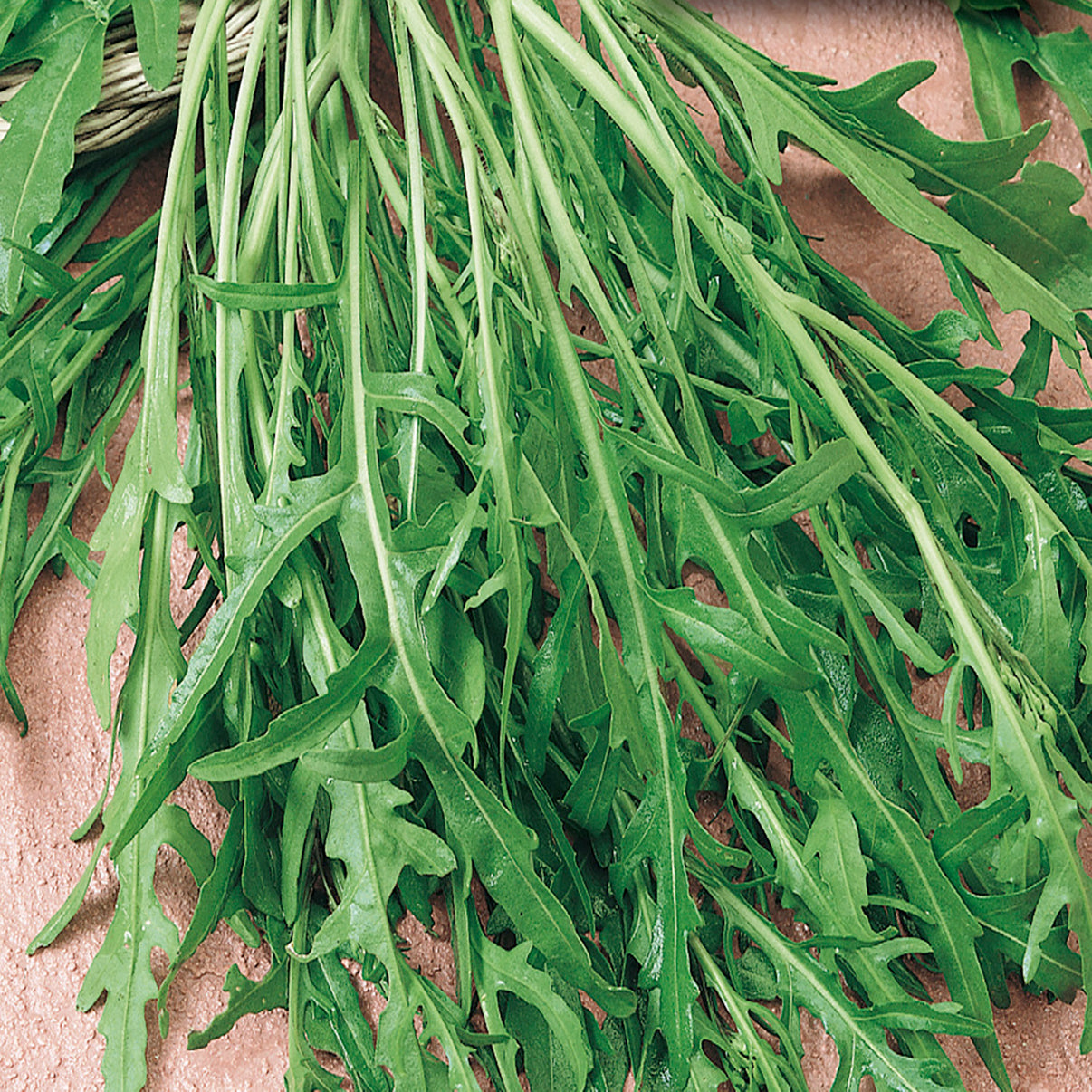 Buy Arugula Seed Online | McKenzie Seeds