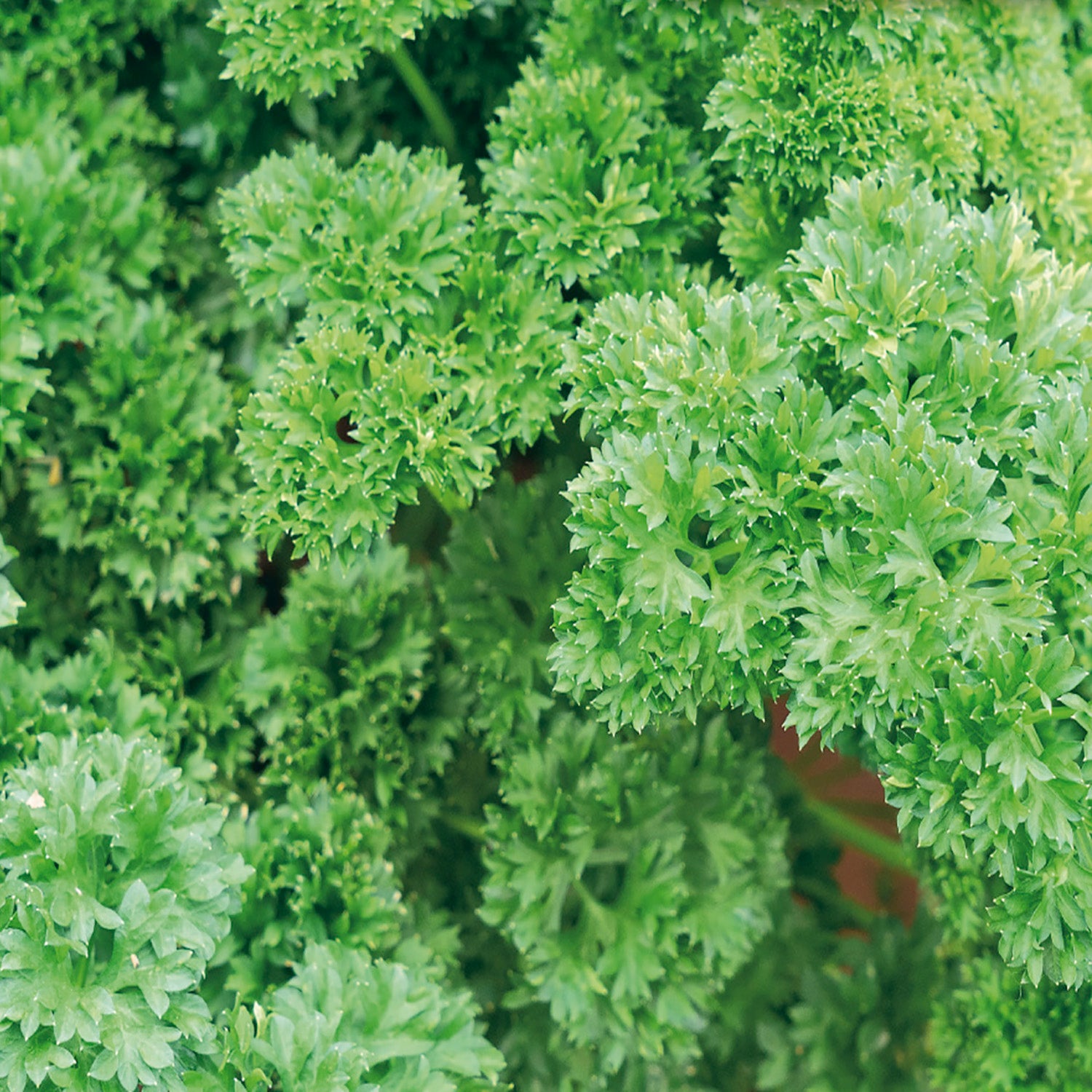 Buy Parsley Moss Curled Herb Seed Online | McKenzie Seeds