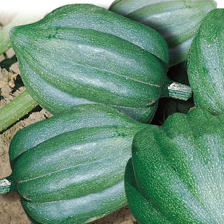 Buy Squash Table Queen Seed Online | McKenzie Seeds